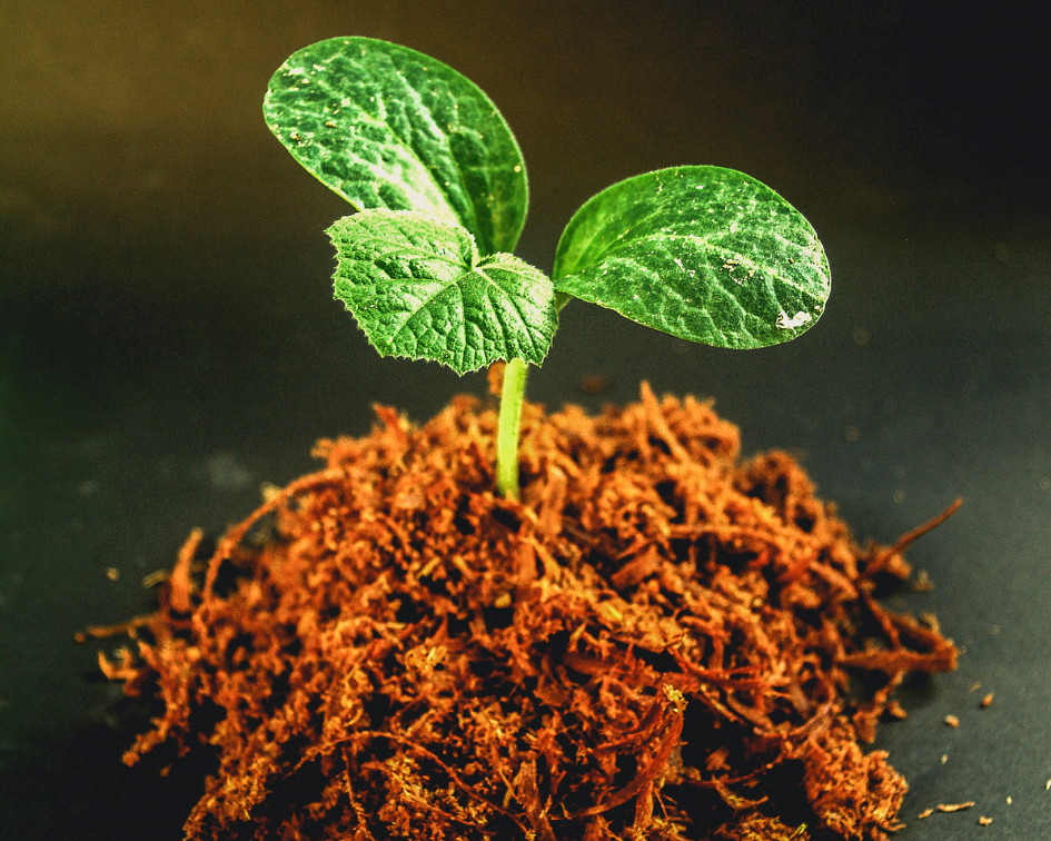 Importância da Botânica na Formação de Paisagistas - CONAPA